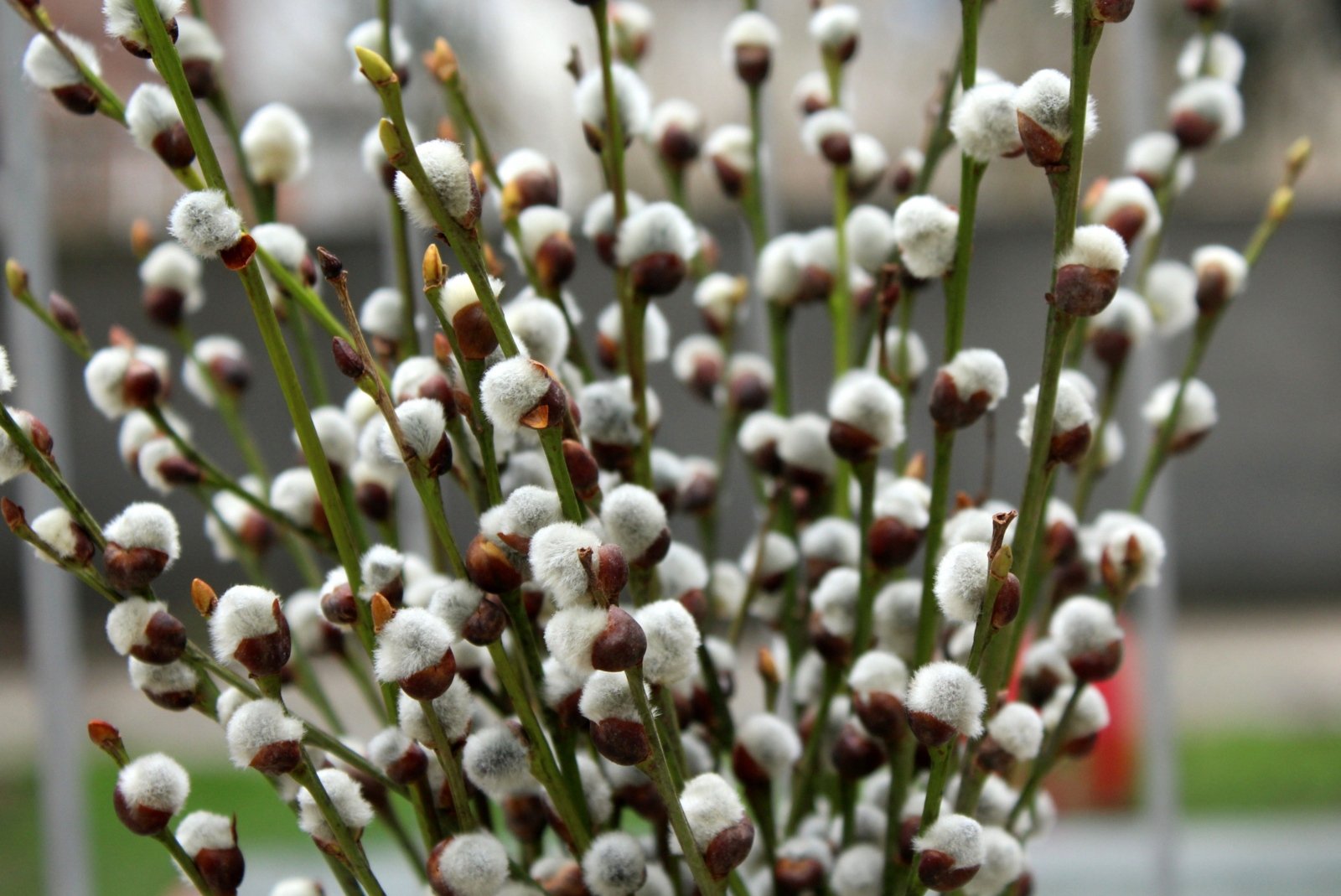 Betrifft: Palmsonntag